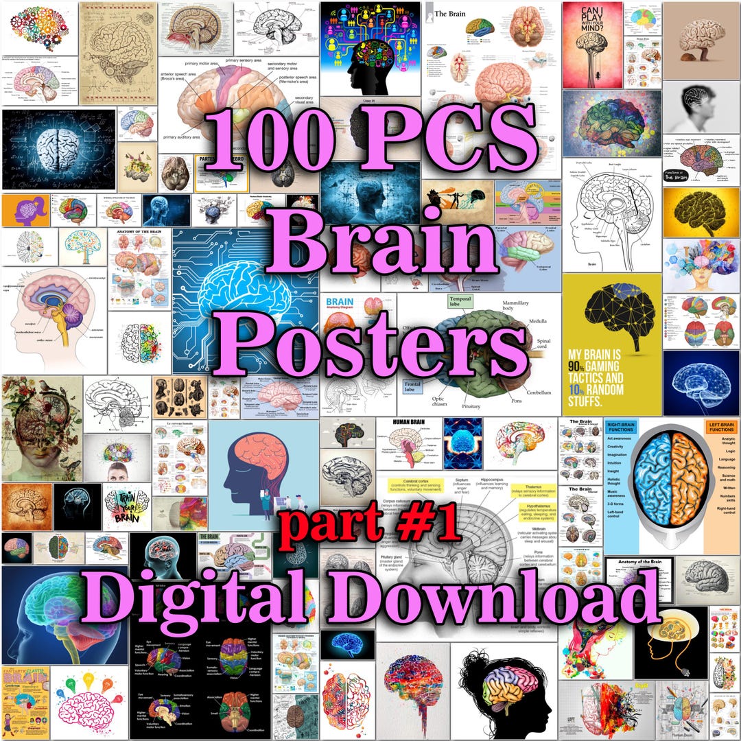 Brain Anatomy, Brain Poster, Brain Anatomy Poster, Human Brain, Brain ...