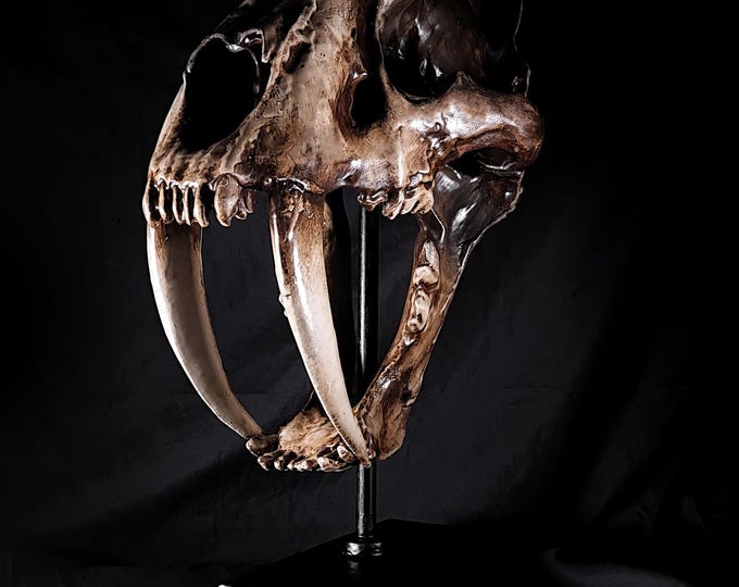 Sabertooth Tiger Smilodon Skull - Full Size Replica - Etsy