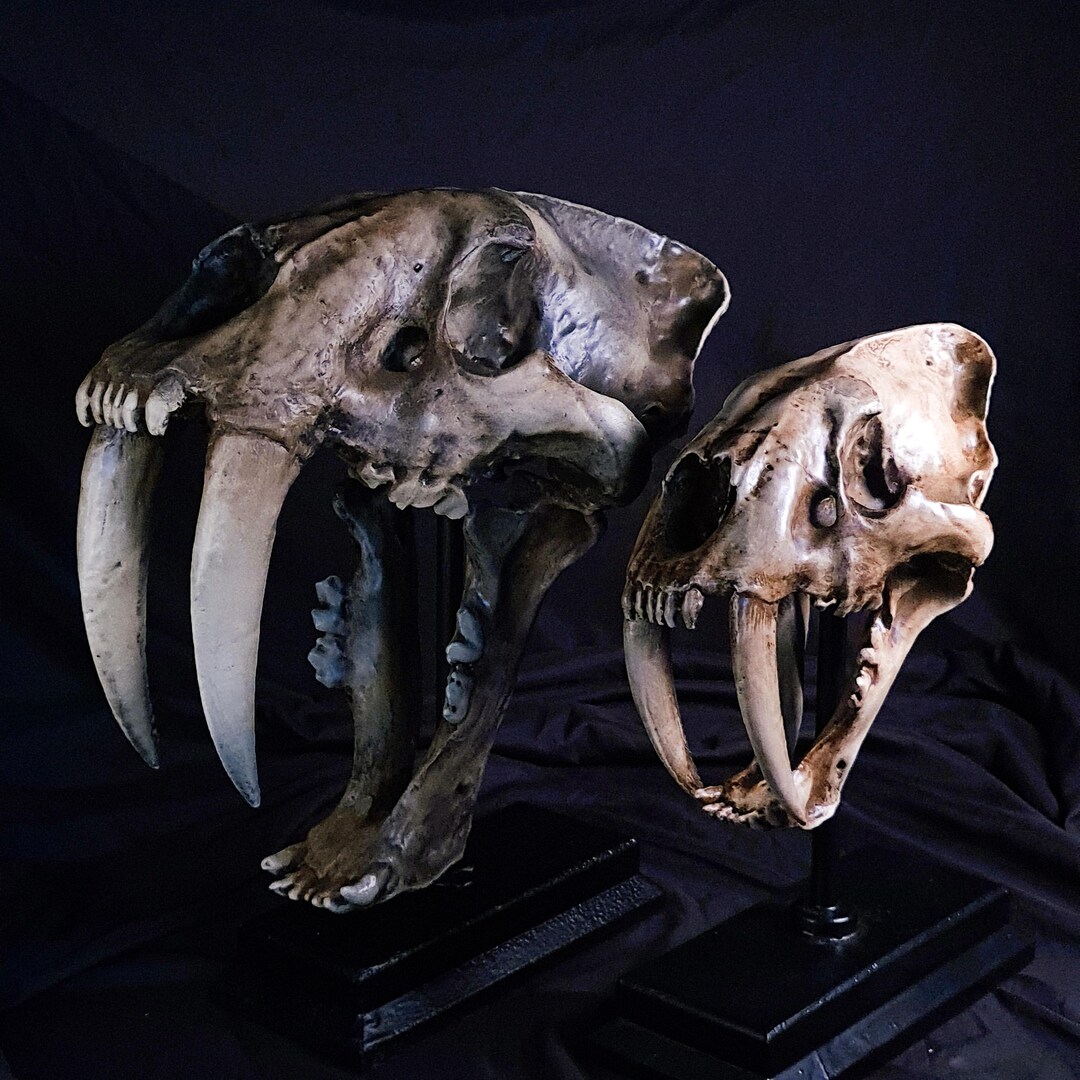 Smilodon Mother & Cub - Full Size Museum Quality Replicas - Etsy