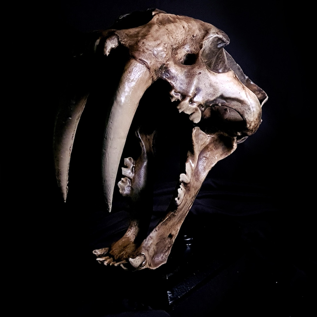 Sabertooth Tiger Smilodon Skull With Fully Extended Jaw - Full Size Replica - Etsy