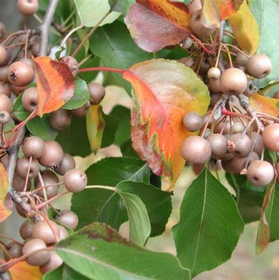 Bradford Pear Fruit Tree Pyrus Calleryana Plant Callery Pear Tree ...
