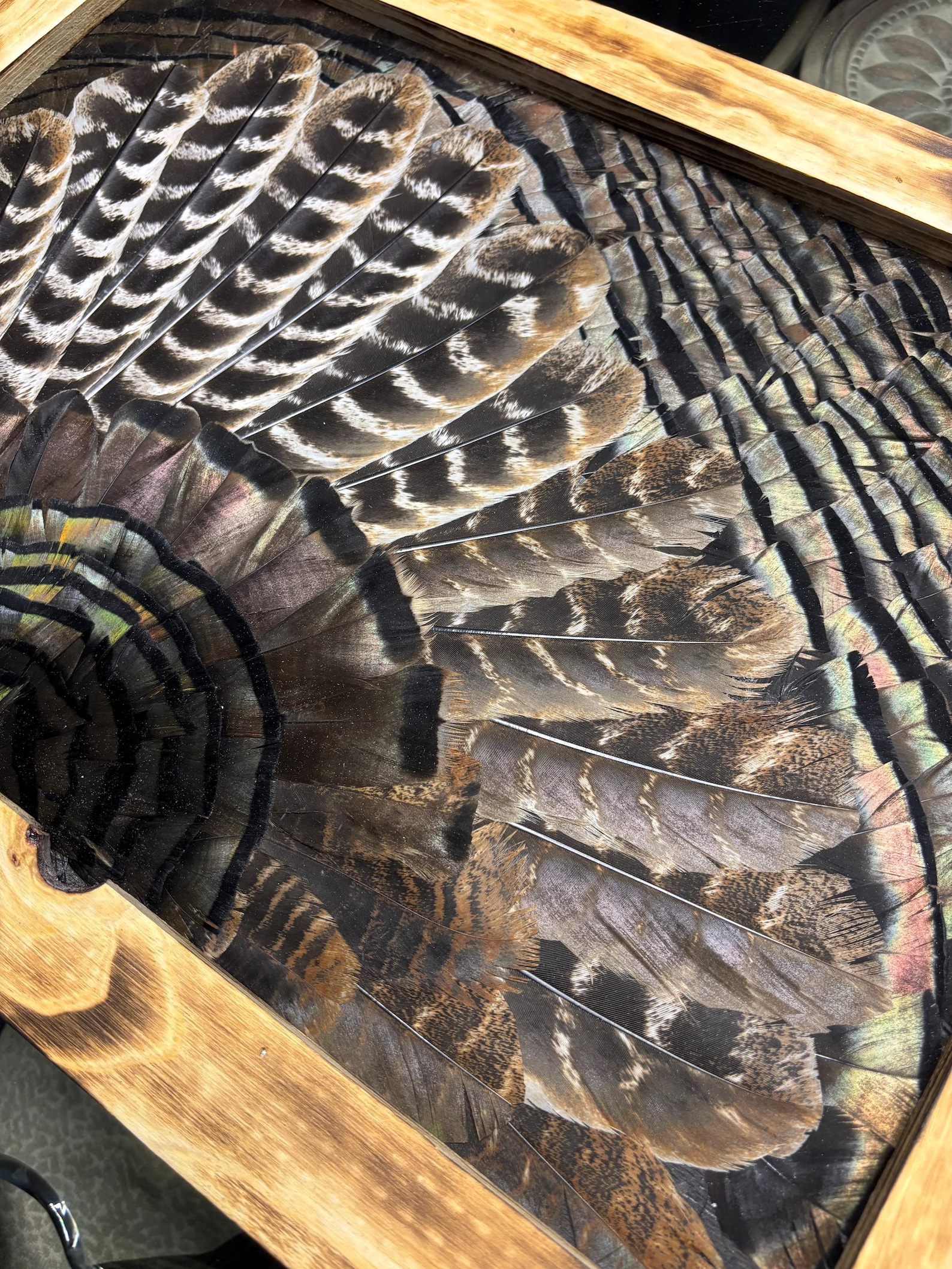 21 1/2” X 16” Wild Turkey Feather Art - Etsy