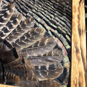 21 1/2” X 16” Wild Turkey Feather Art - Etsy