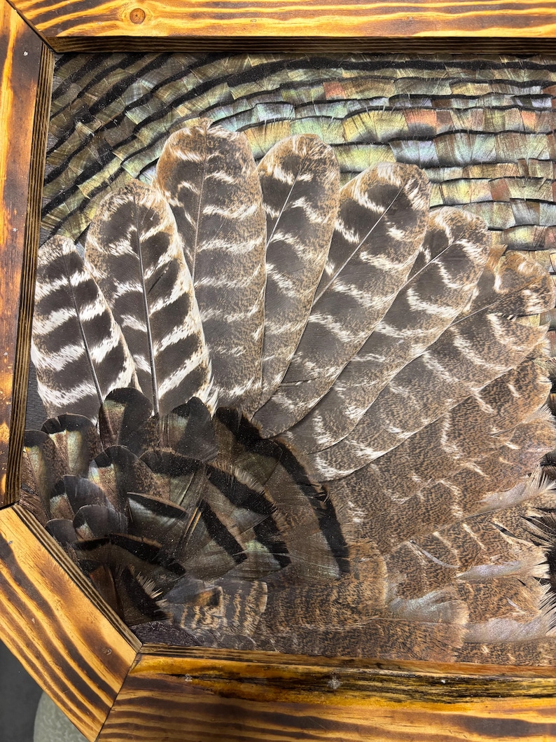 25 1/2" X 16” Wild Turkey Feather Art - Etsy