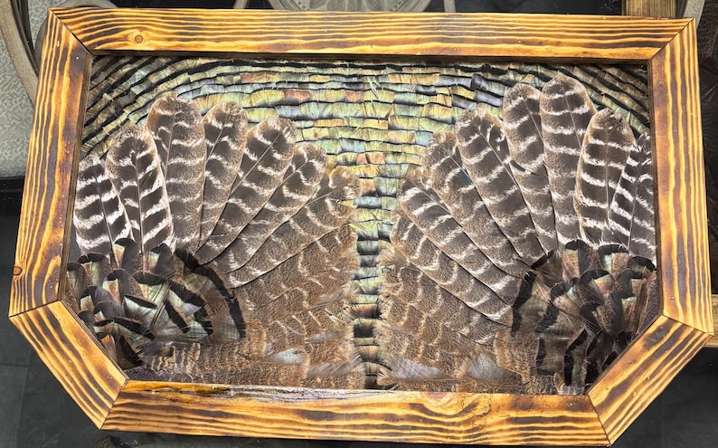 25 1/2" X 16” Wild Turkey Feather Art - Etsy
