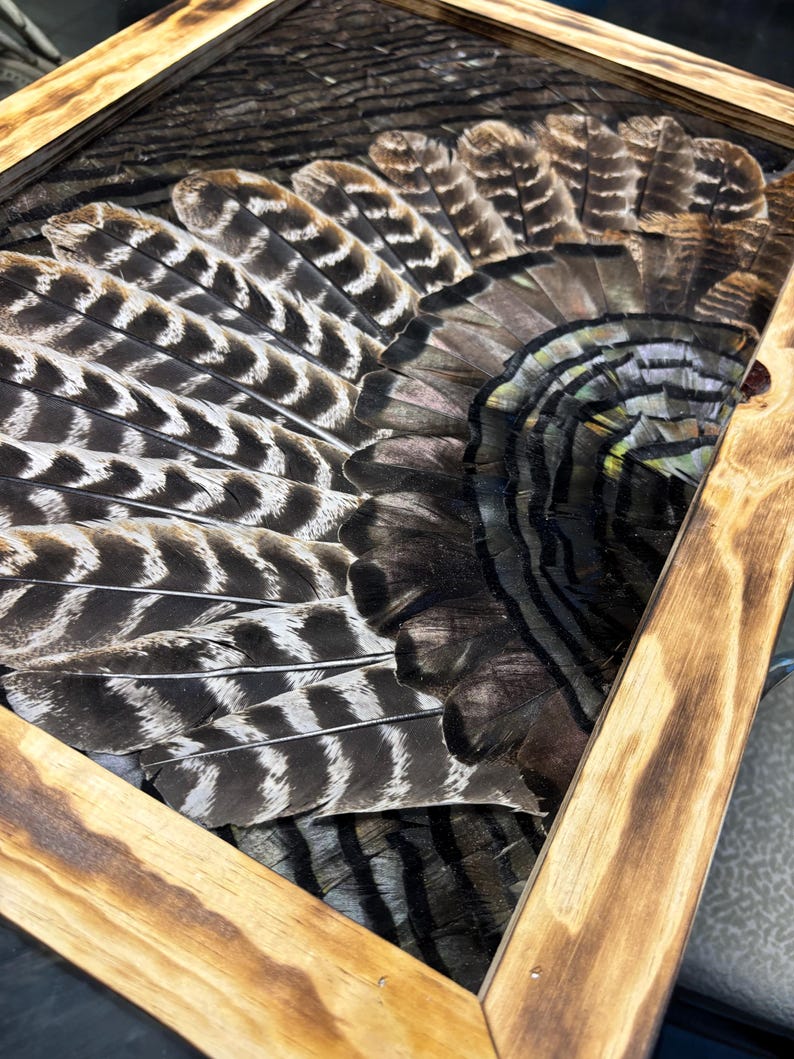 21 1/2” X 16” Wild Turkey Feather Art - Etsy