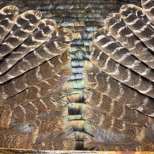 25 1/2" X 16” Wild Turkey Feather Art - Etsy