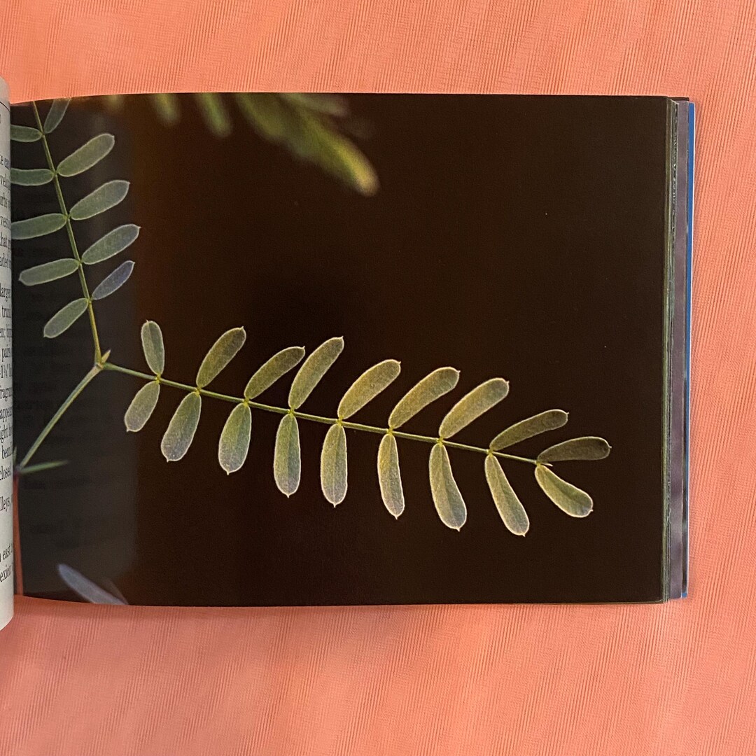 The Audobon Society Pocket Guides, Familiar Trees of North America ...