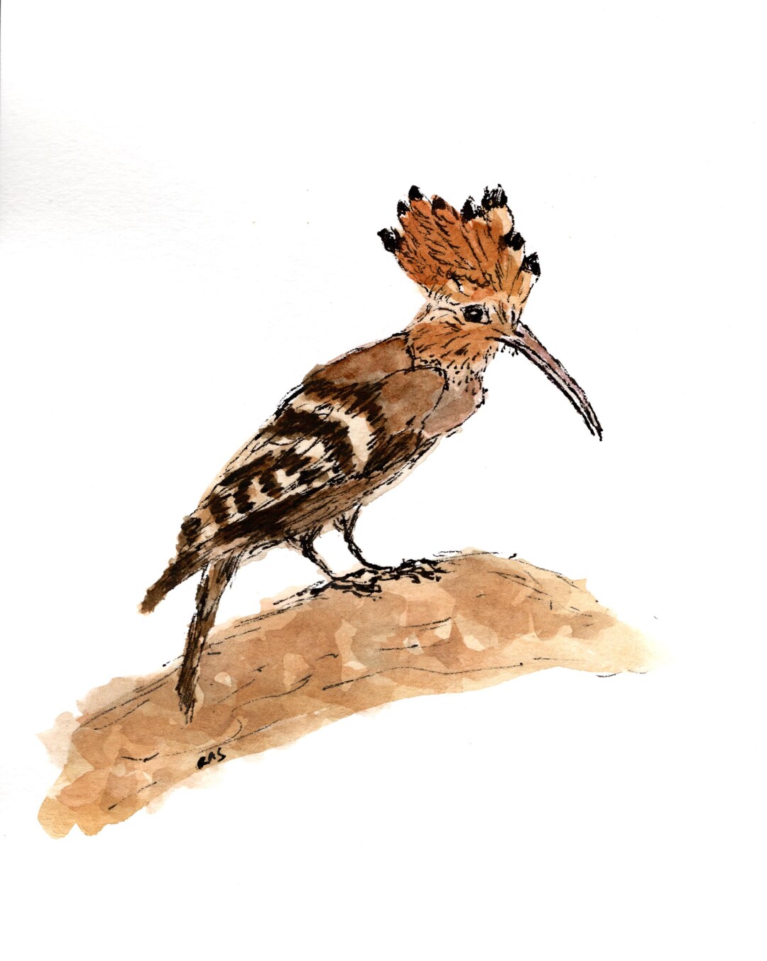 Print of Watercolour Painting of a Hoopoe Bird - Etsy