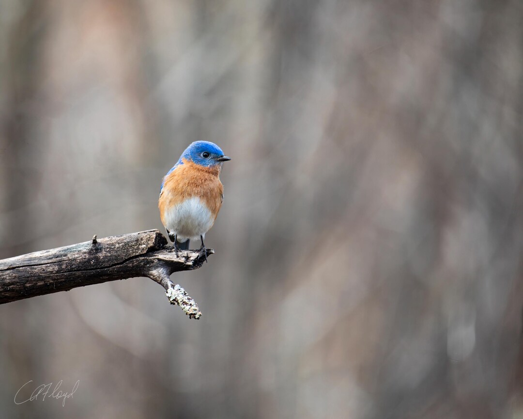 Eastern Bluebird Perched on Dead Limb - Etsy