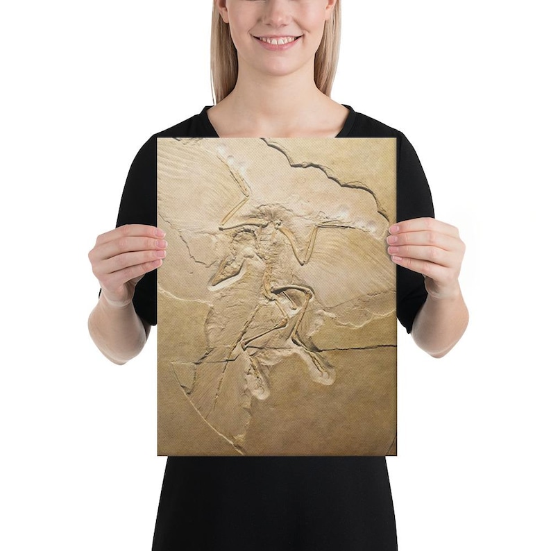 Archaeopteryx Berlin Specimen Fossil Canvas - Etsy