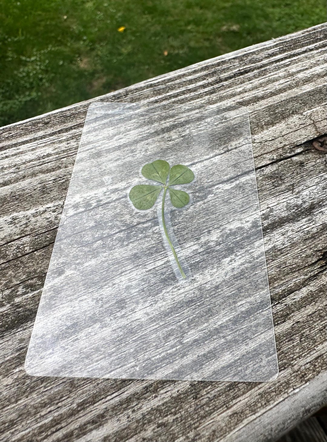 Real Four Leaf Clover, Laminated Pressed Four Leaf Clover - Etsy