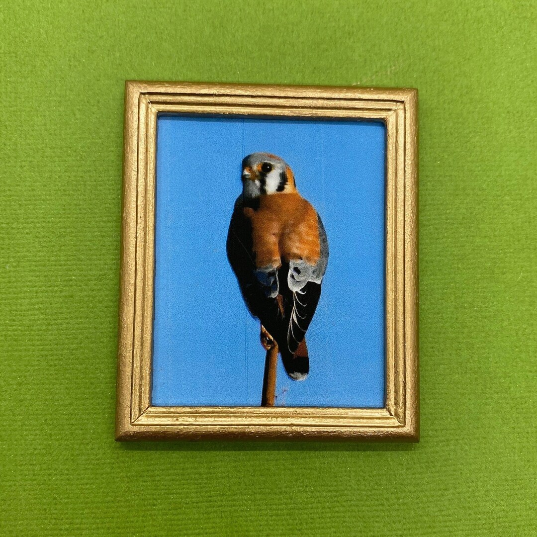 Miniature Photograph of Sparrow Hawk, Dollhouse Miniature Wildlife ...