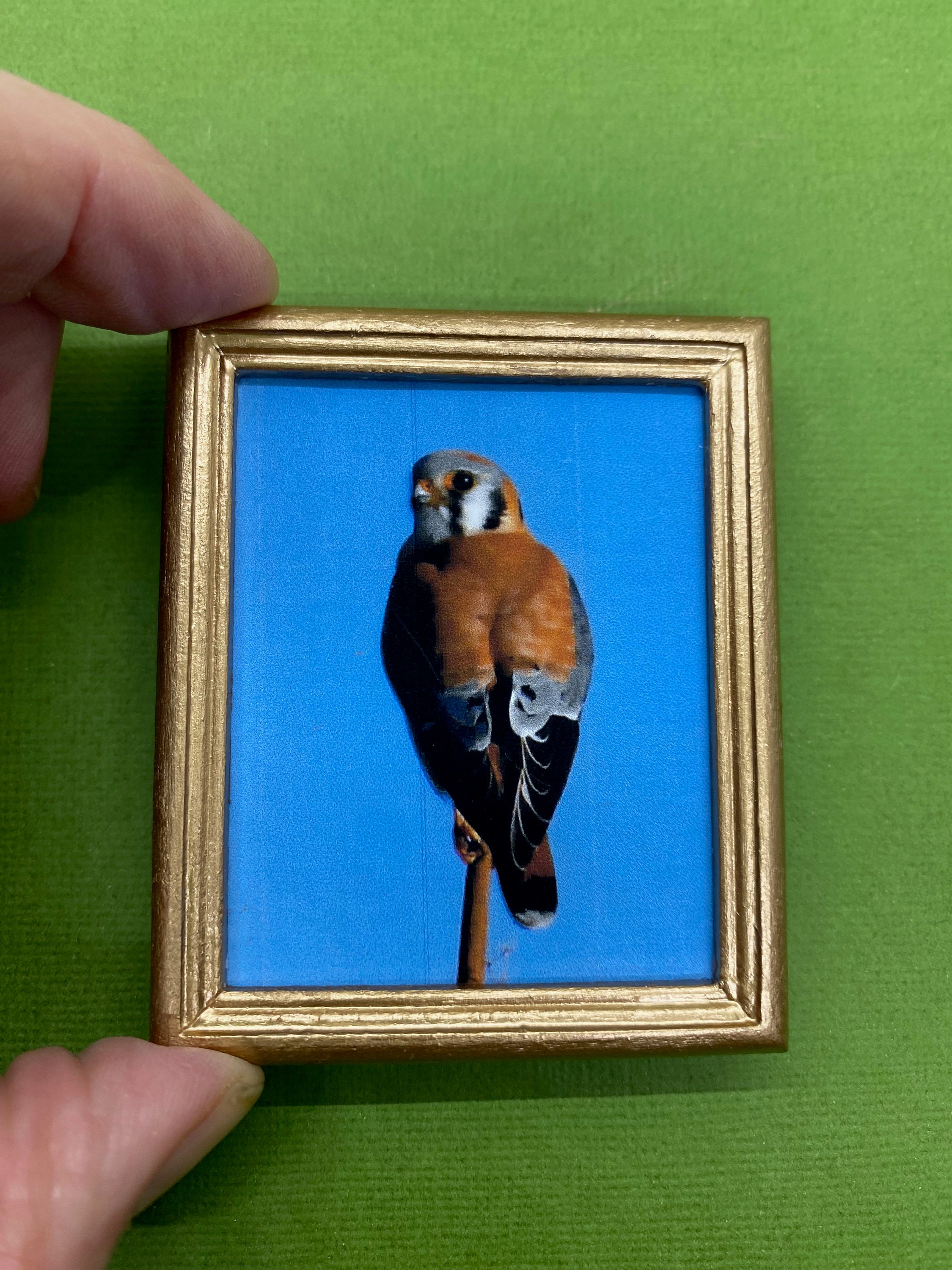 Miniature Photograph of Sparrow Hawk, Dollhouse Miniature Wildlife ...