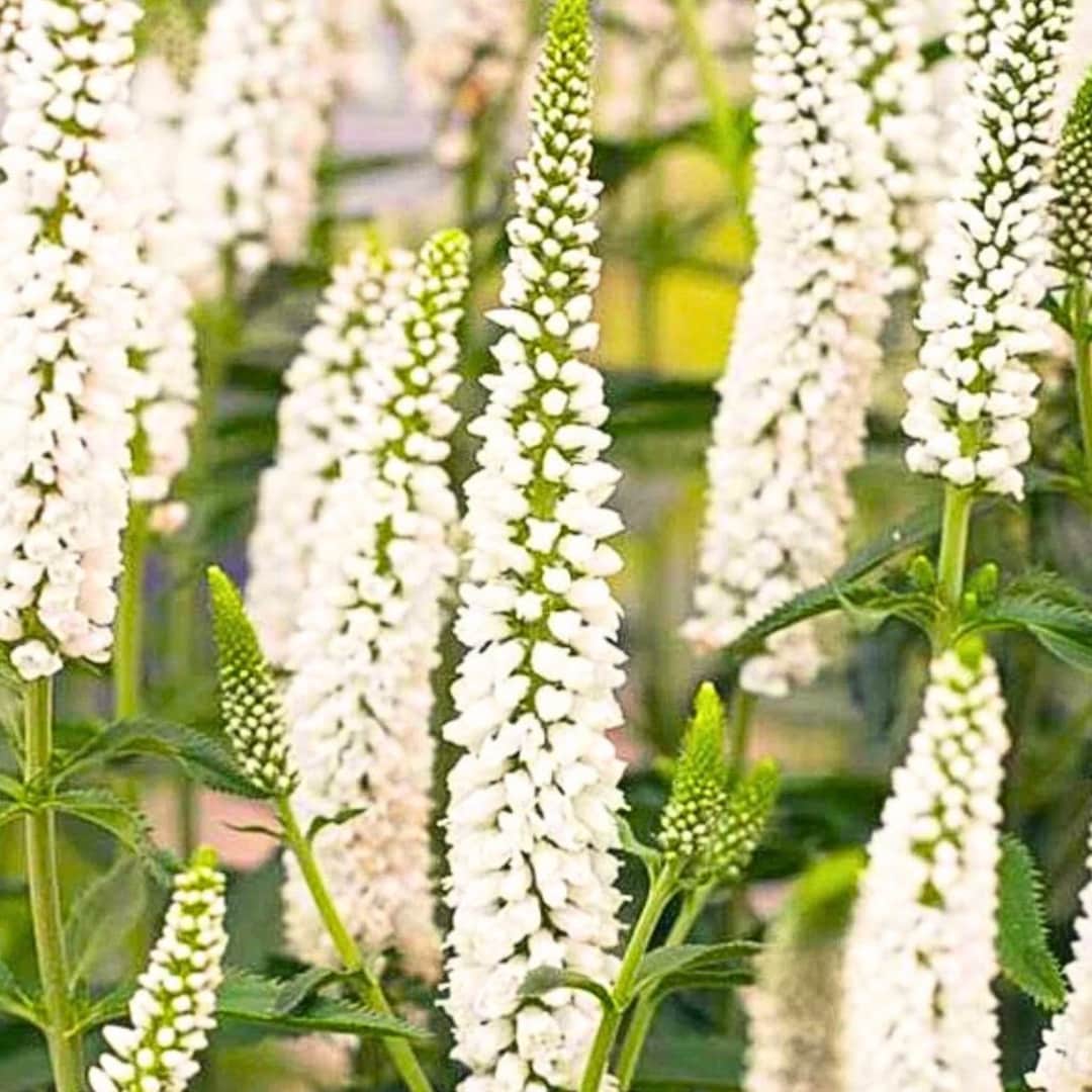 White Veronica Seeds Speedwell Royal Candle Flower Perennial 100 Seeds ...