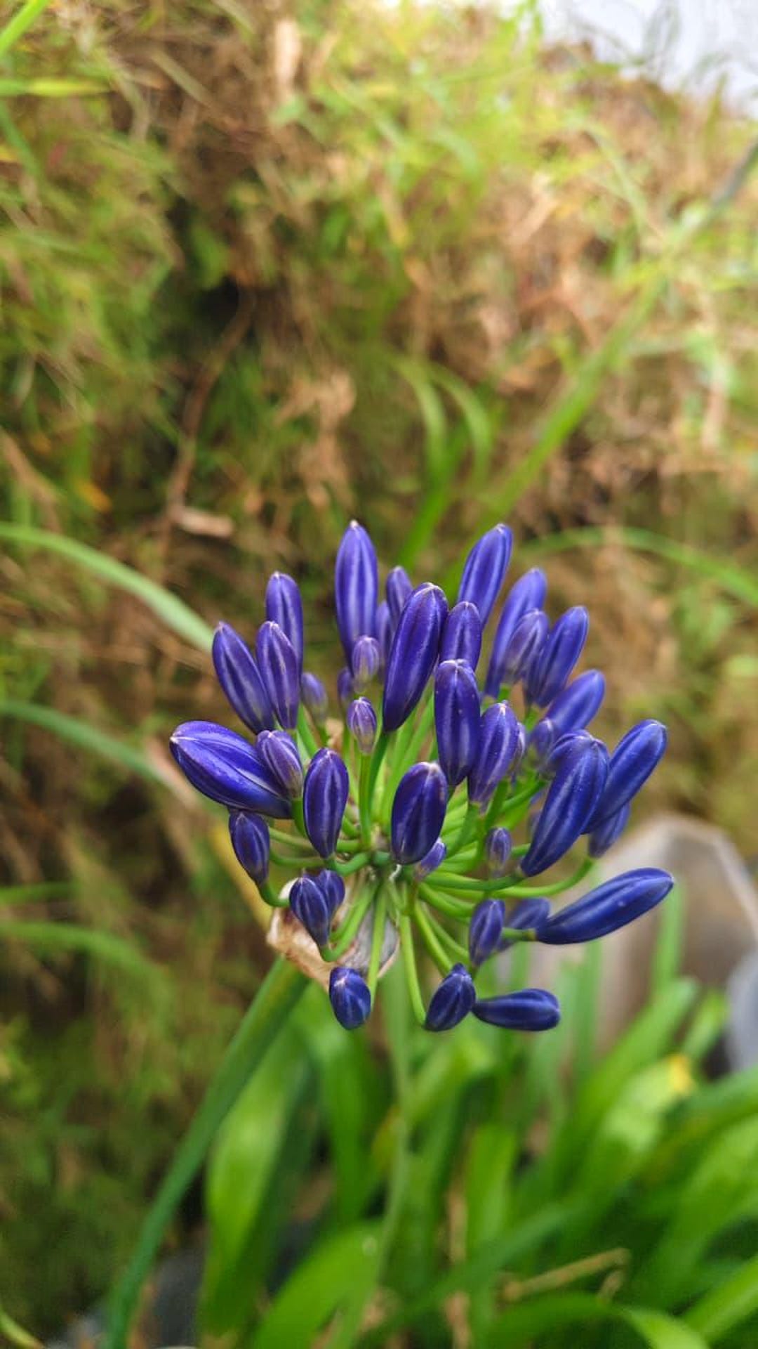 Lily of the Nile Blue Agapanthus African Lily 50 Seeds - Etsy