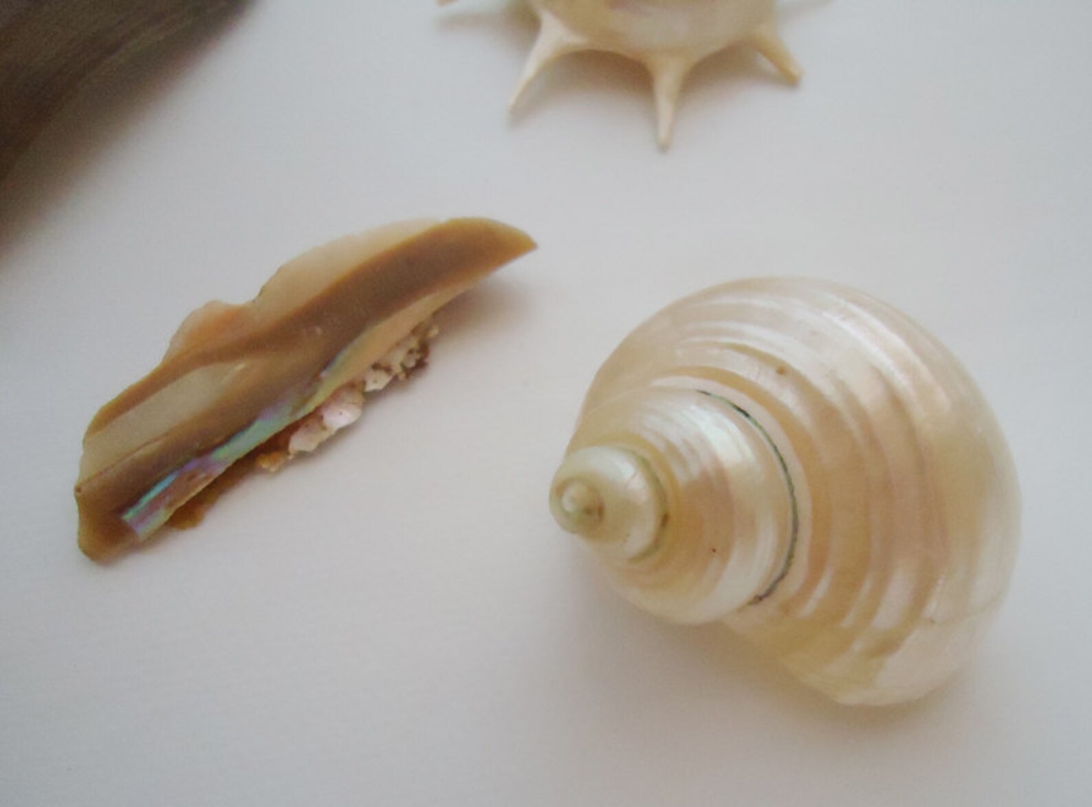 Natural Sea Shells. En of the Summer Love.ibiza - Etsy