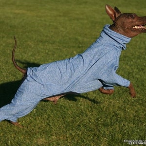 UPF50 Sun Protection Suit for American Hairless Terriers, Chinese ...