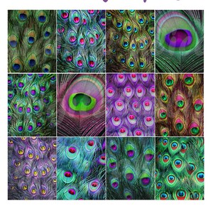 PEACOCK FEATHERS Paper Pack Digital Papers 12 Colorful Peacock ...