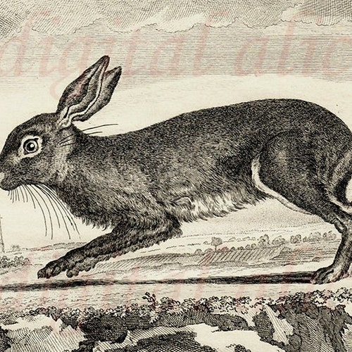 Vintage Rabbit Painting Antique Animal Print Digital | Etsy