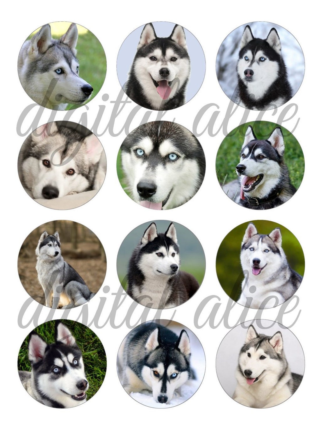 SIBERIAN HUSKY Craft Circles - Huskies Malamute Sled Dog Puppy Instant ...