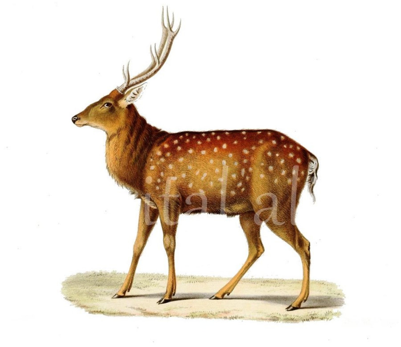 Digital ANTIQUE DEER PRINT - Digital Download - Antique Wall Art Decor ...