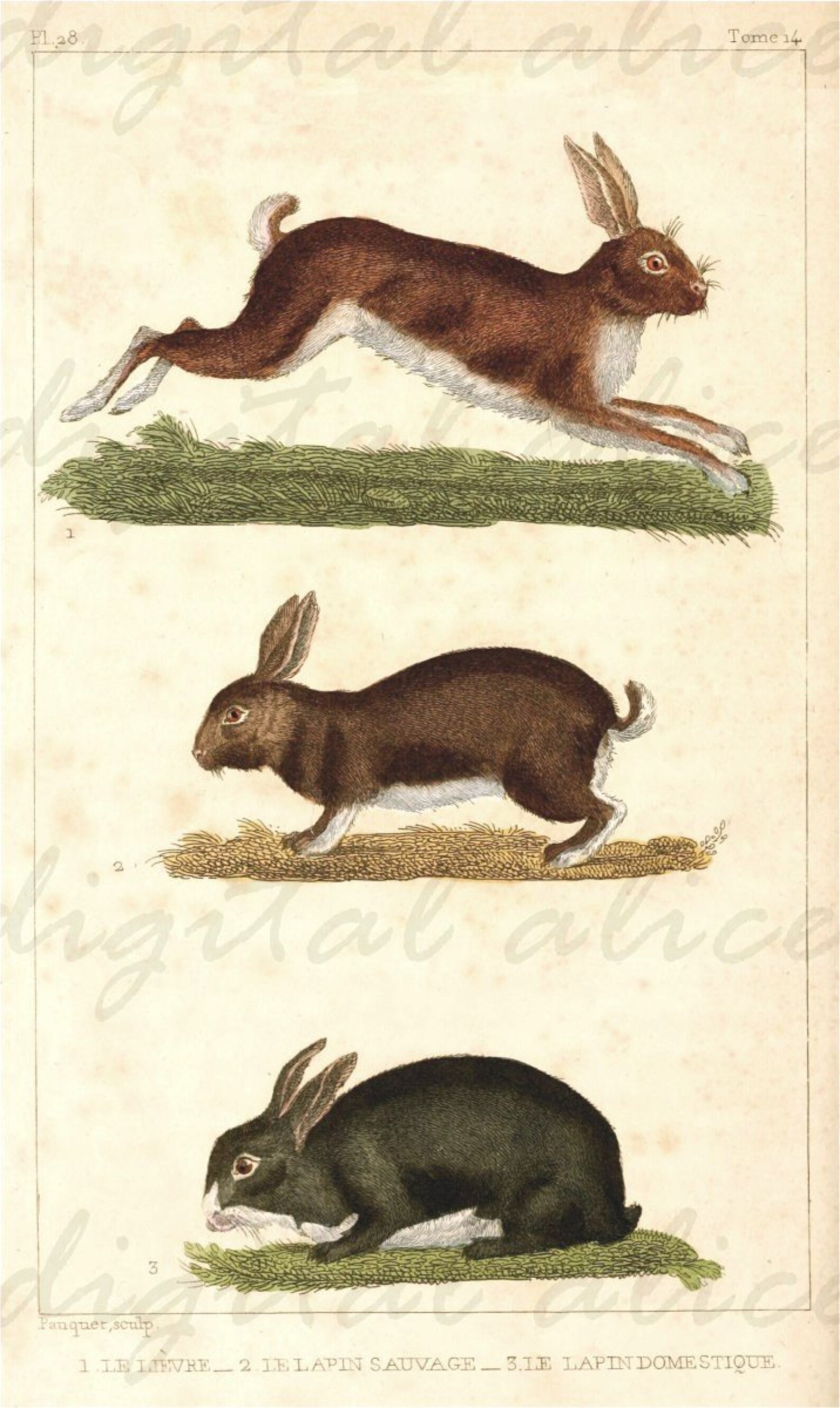 Vintage FRENCH RABBIT PRINT Digital Download Printable Image | Etsy