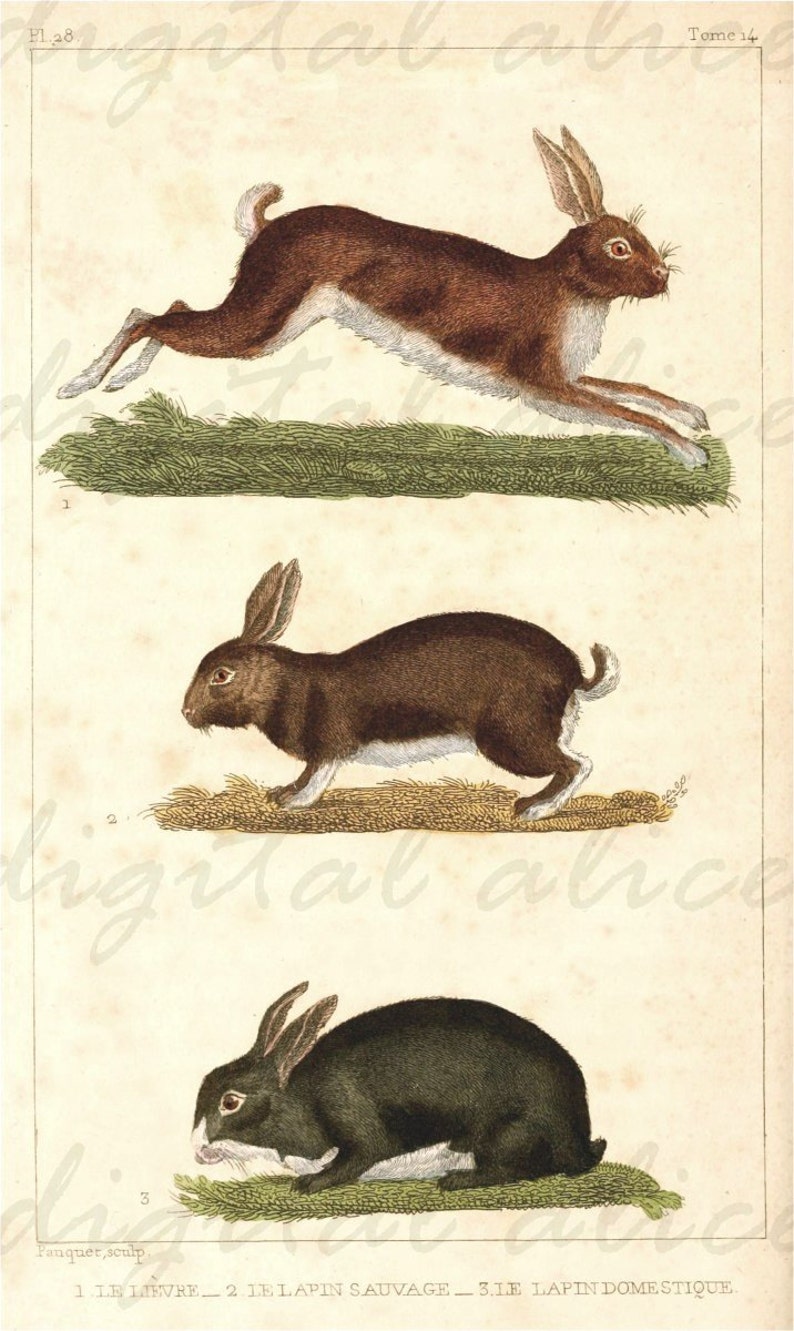 Vintage FRENCH RABBIT PRINT - Digital Download Printable Image Graphic ...