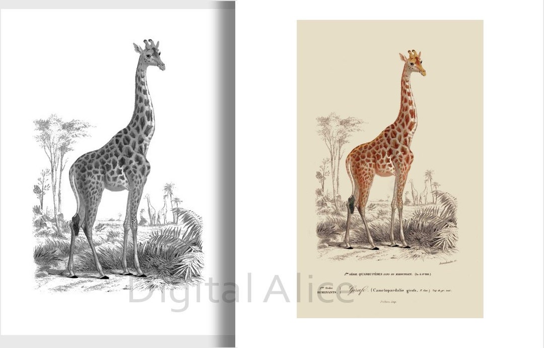 ANTIQUE French GIRAFFE PRINT - Instant Download Digital Printable ...