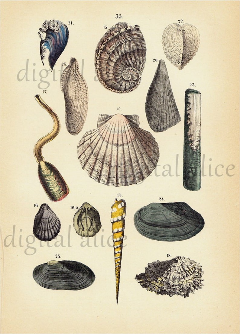 Antique SEASHELLS SHELL POSTER Print - Digital Download - Antique Wall ...
