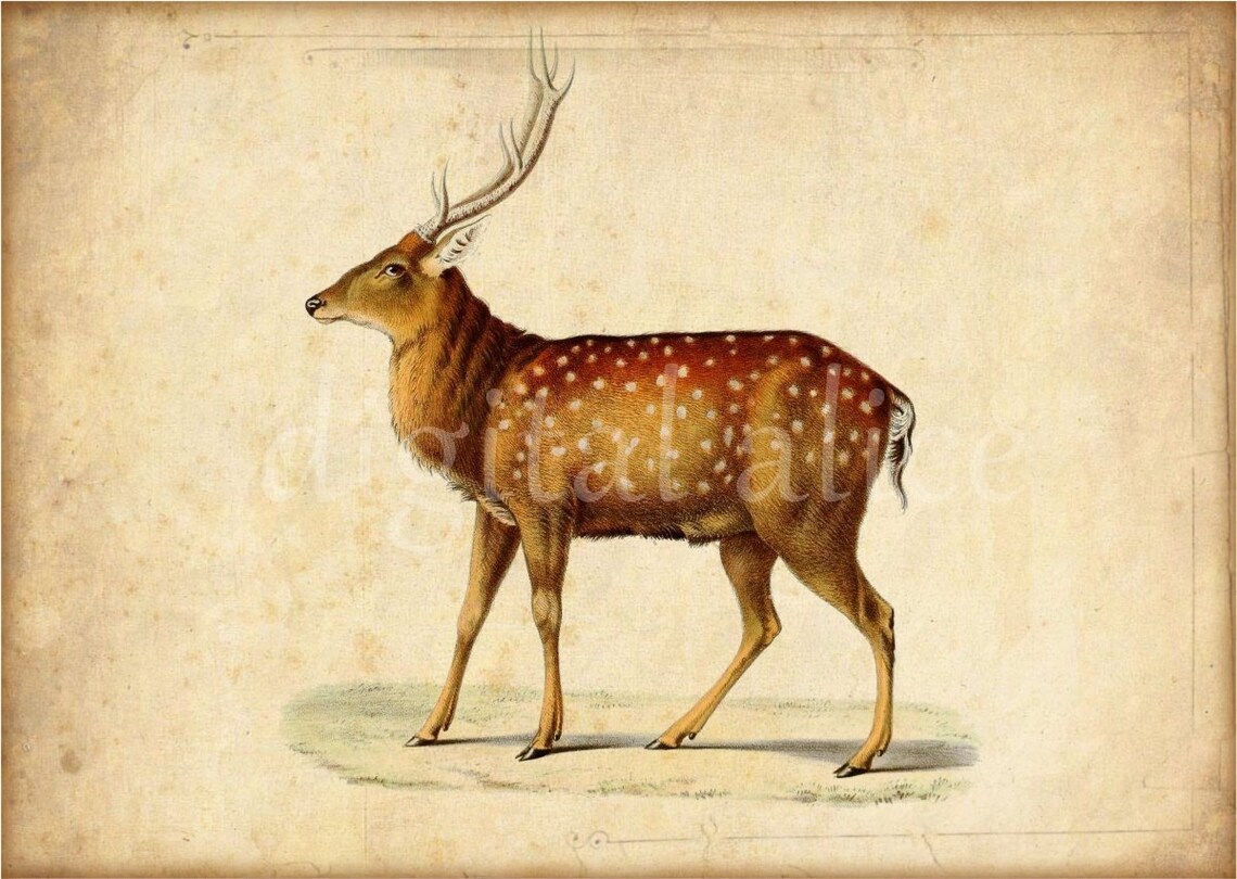 Digital ANTIQUE DEER PRINT - Digital Download - Antique Wall Art Decor ...
