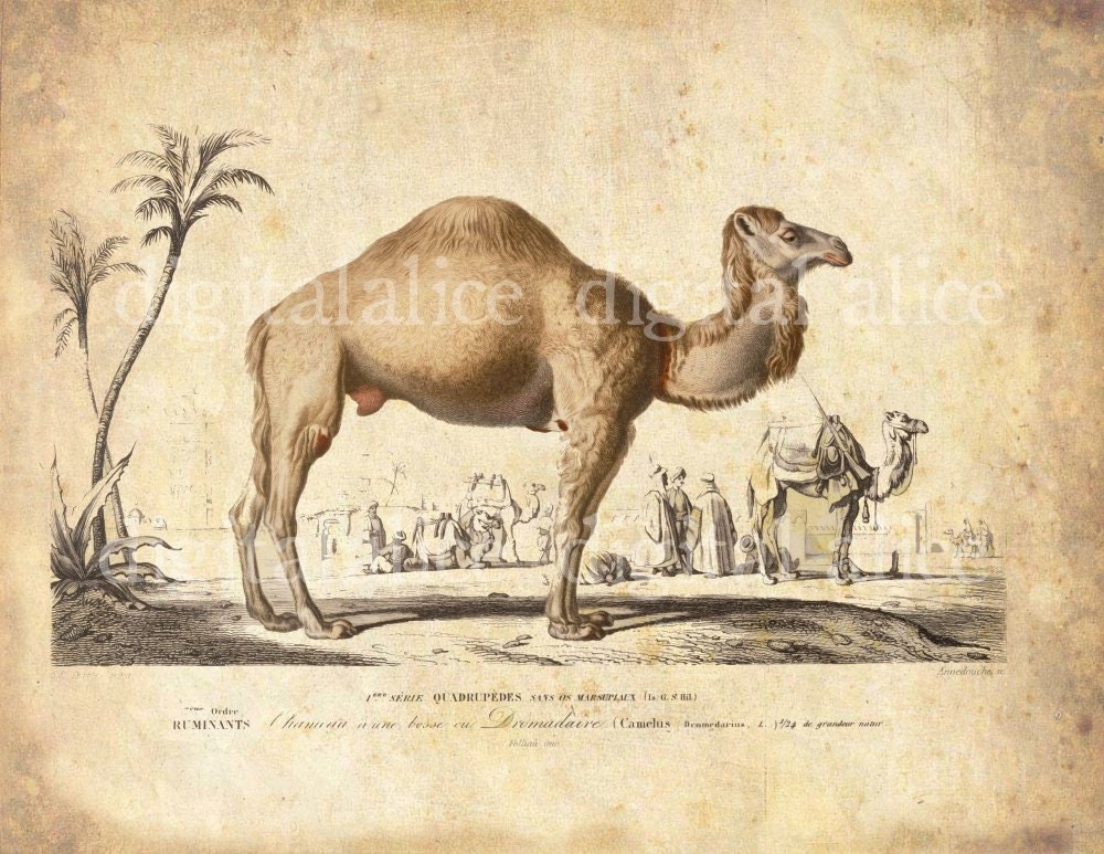 ANTIQUE CAMEL PRINT -instant Download Digital Printable- Early ...