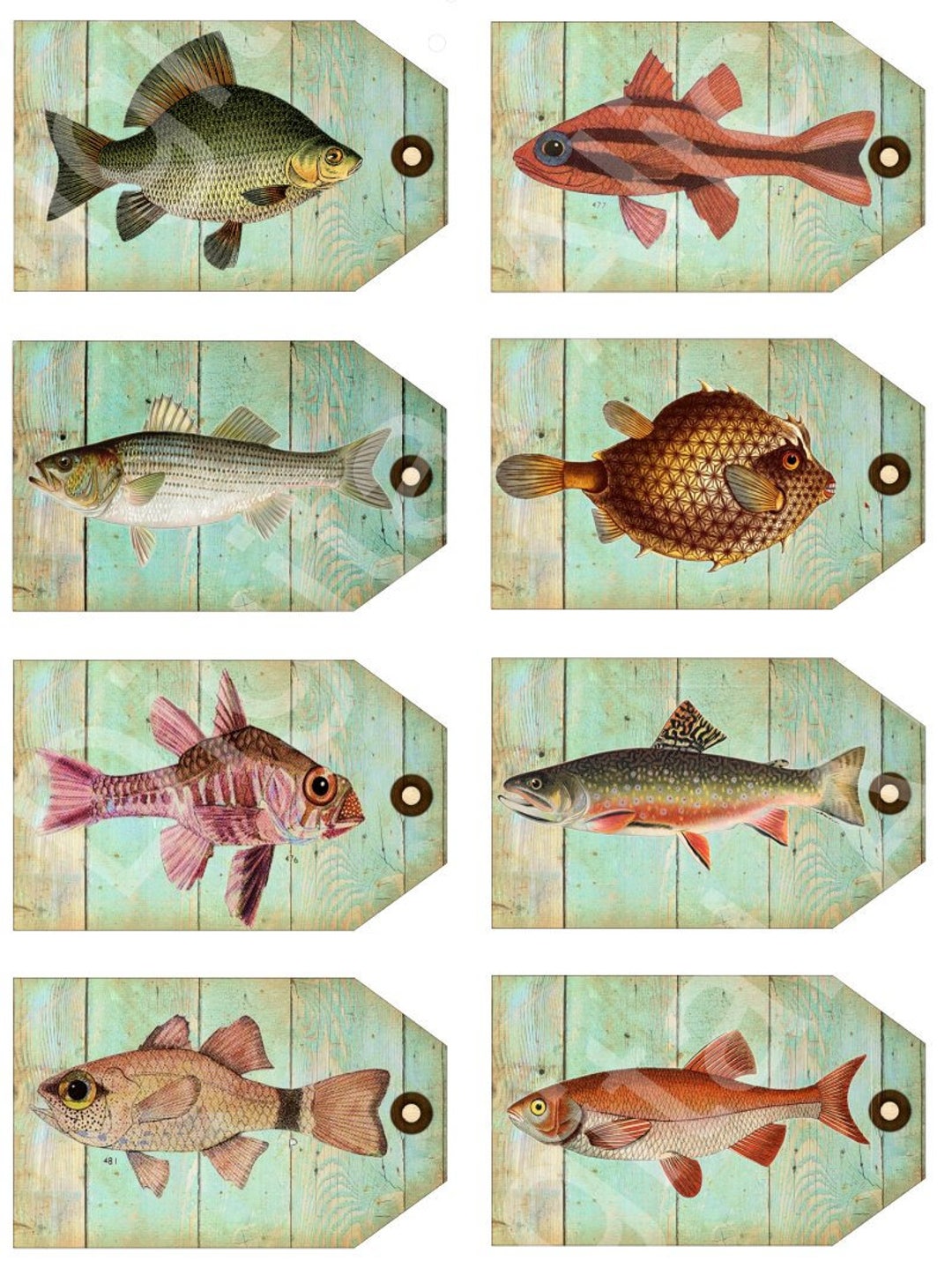FISH Tags - Instant Download Digital Printable Scientific Fish Drawings ...