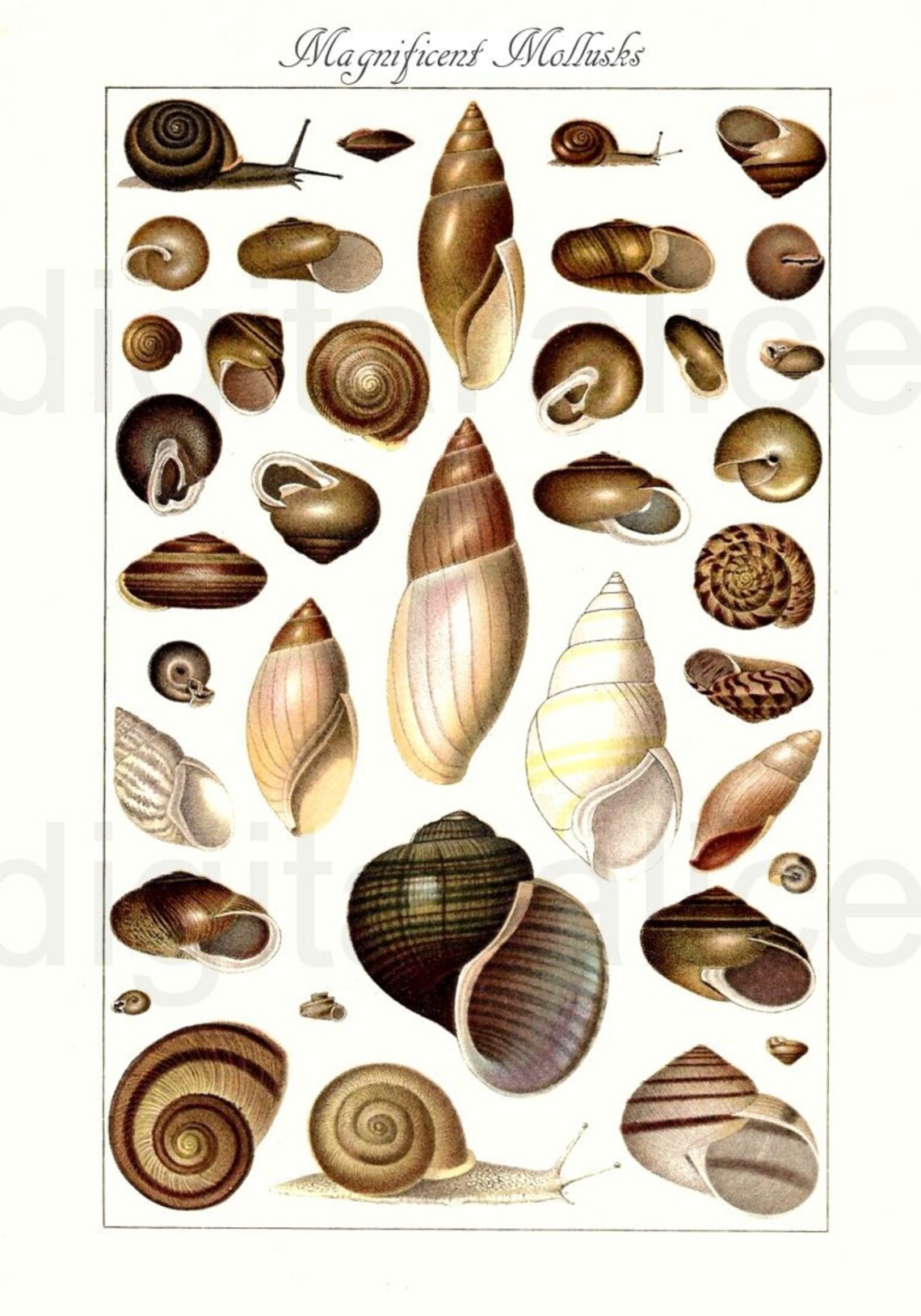 Antique SEASHELLS SHELL POSTER Print - Digital Download - Antique Wall ...