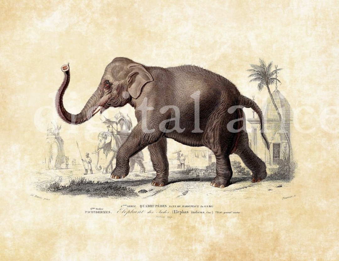 ANTIQUE ELEPHANT PRINT -instant Download Digital Printable- Early ...