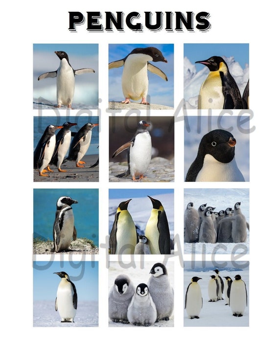 PENGUINS 12 circles Arctic Penguin Cute Birds Instant | Etsy