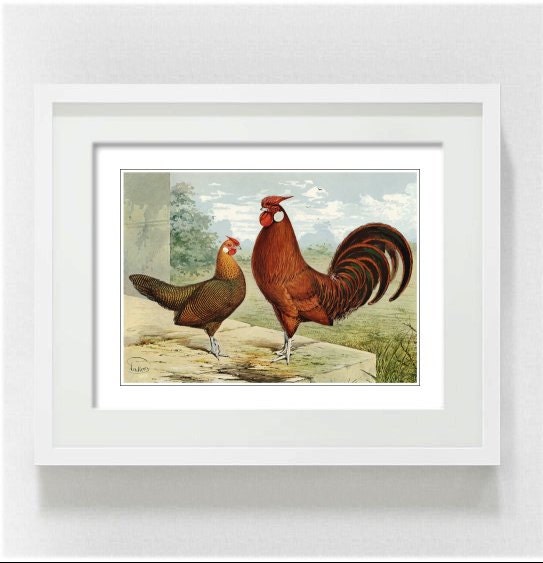 VINTAGE POULTRY PRINT - Digital Download Printable Poster Wall Art ...