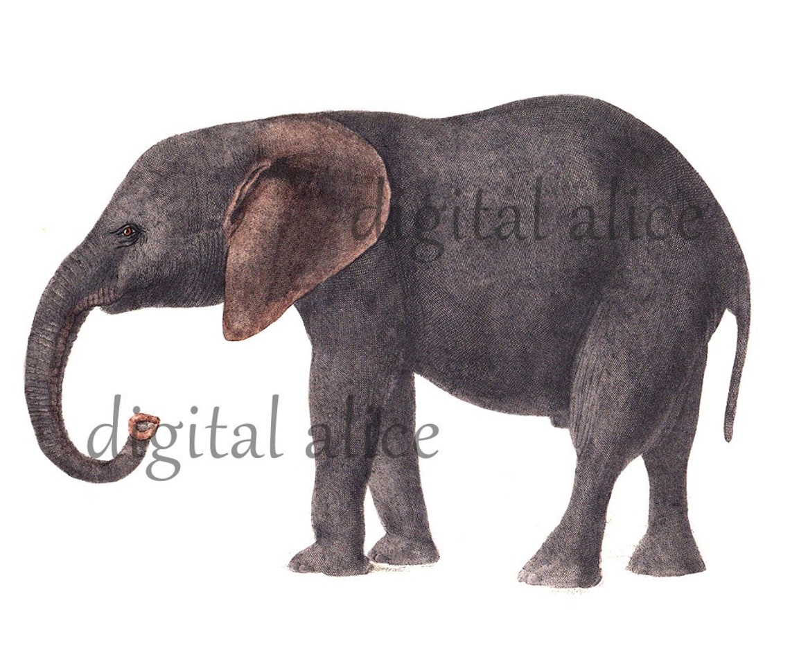 Digital ANTIQUE ELEPHANT PRINT instant Download Digital | Etsy