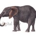 Vintage CIRCUS ANIMALS CLIP Art- Digital Download - Antique Carnival ...