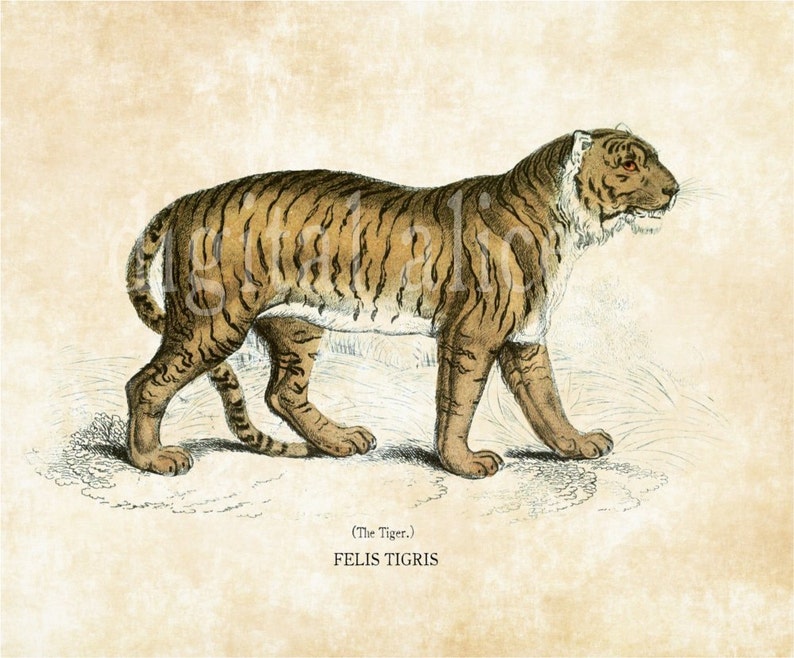ANTIQUE TIGER PRINT - Instant Download Digital Printable- Early French ...