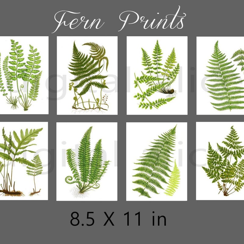 Fern Print - Etsy