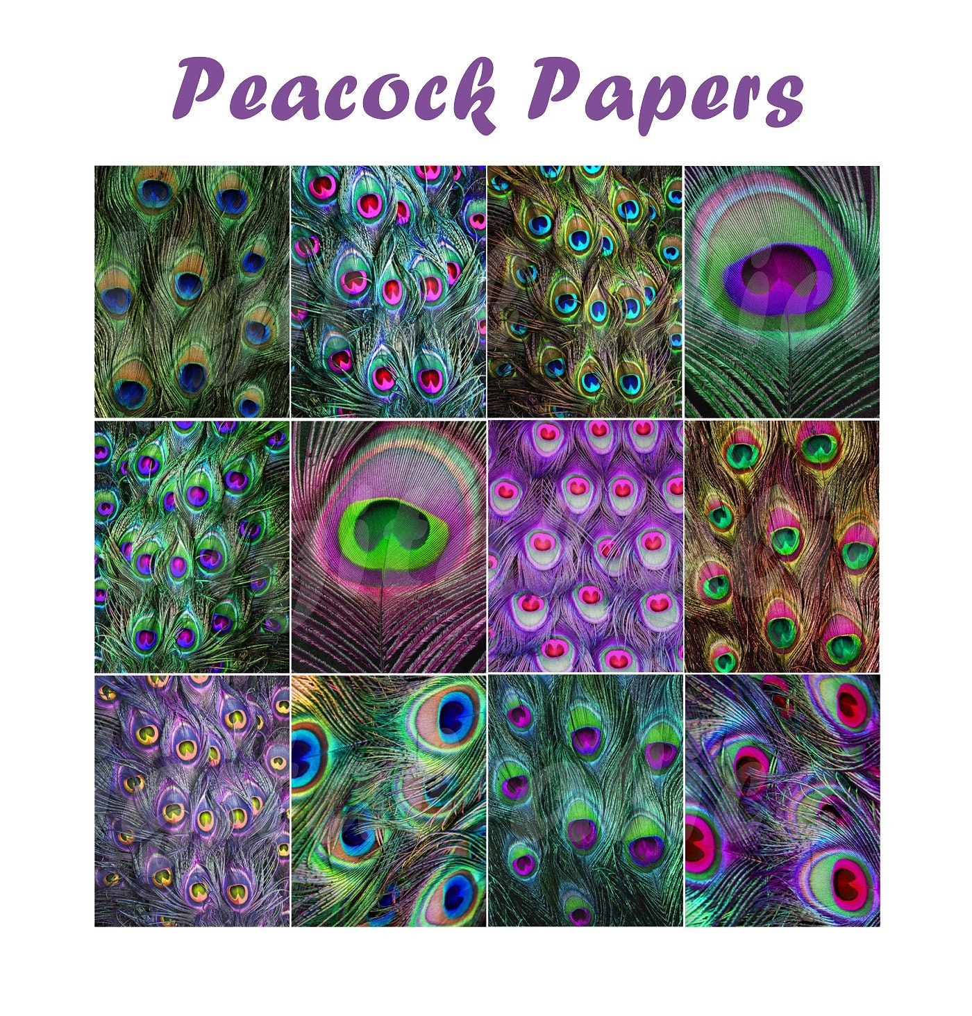 PEACOCK FEATHERS Paper Pack Digital Papers 12 Colorful