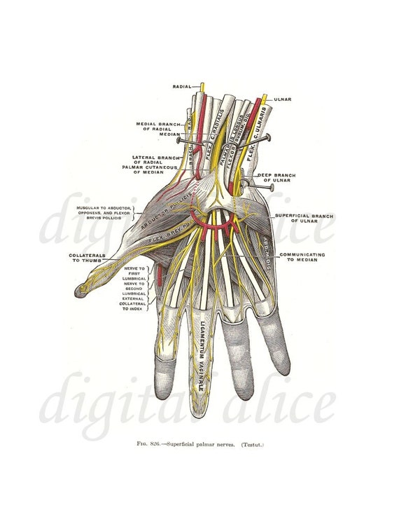 Anatomia Della Mano Umana