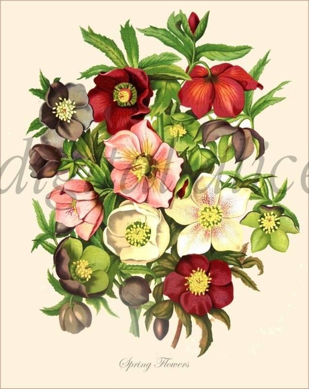 Antique BOTANICAL FLORAL Print Download Spring BOUQUET | Etsy