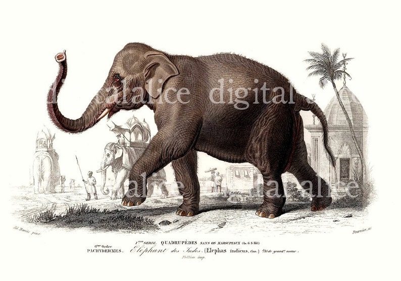 Digital ANTIQUE ELEPHANT PRINT -instant Download Digital Printable ...