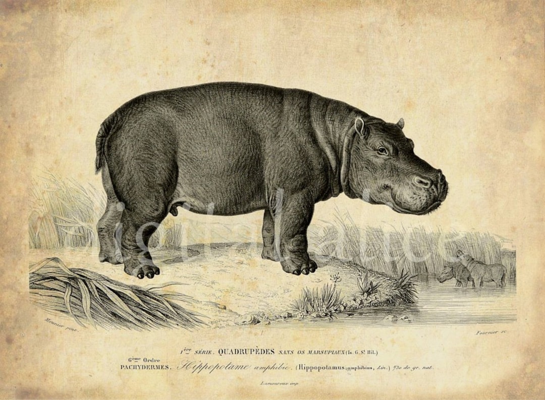 ANTIQUE HIPPO PRINT - Digital Download Printable- Early French ...
