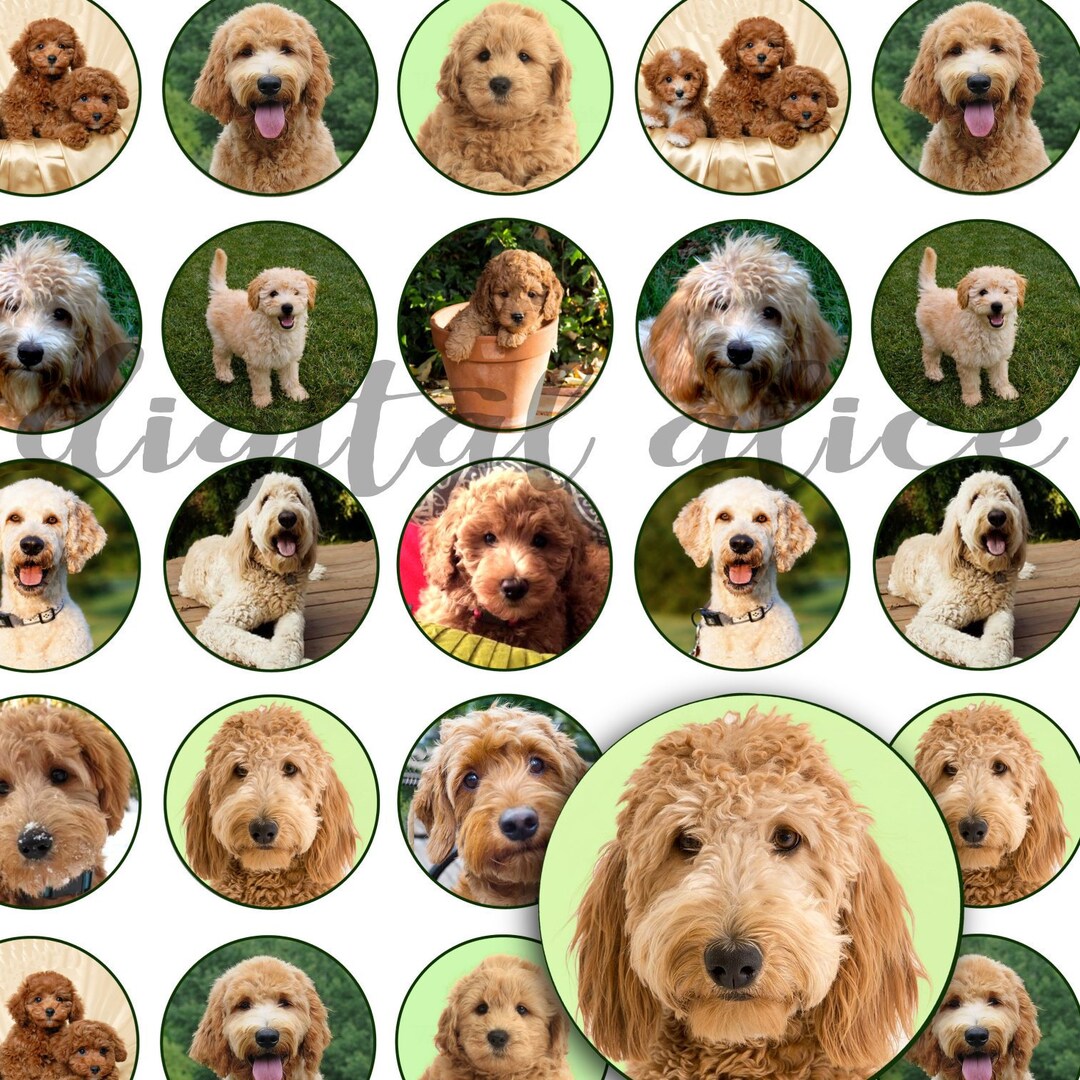 GOLDEN DOODLE DOG Printable Craft Circles - Cute Doodle Puppies ...