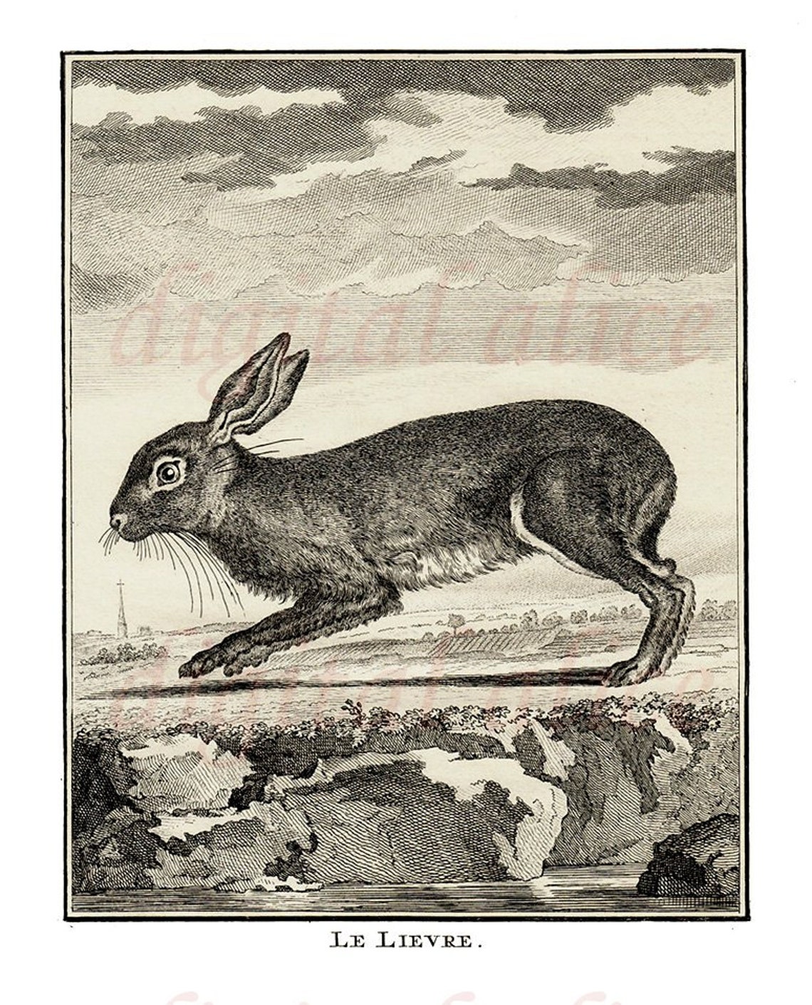 Vintage FRENCH RABBIT PRINT Digital Download Printable Image | Etsy