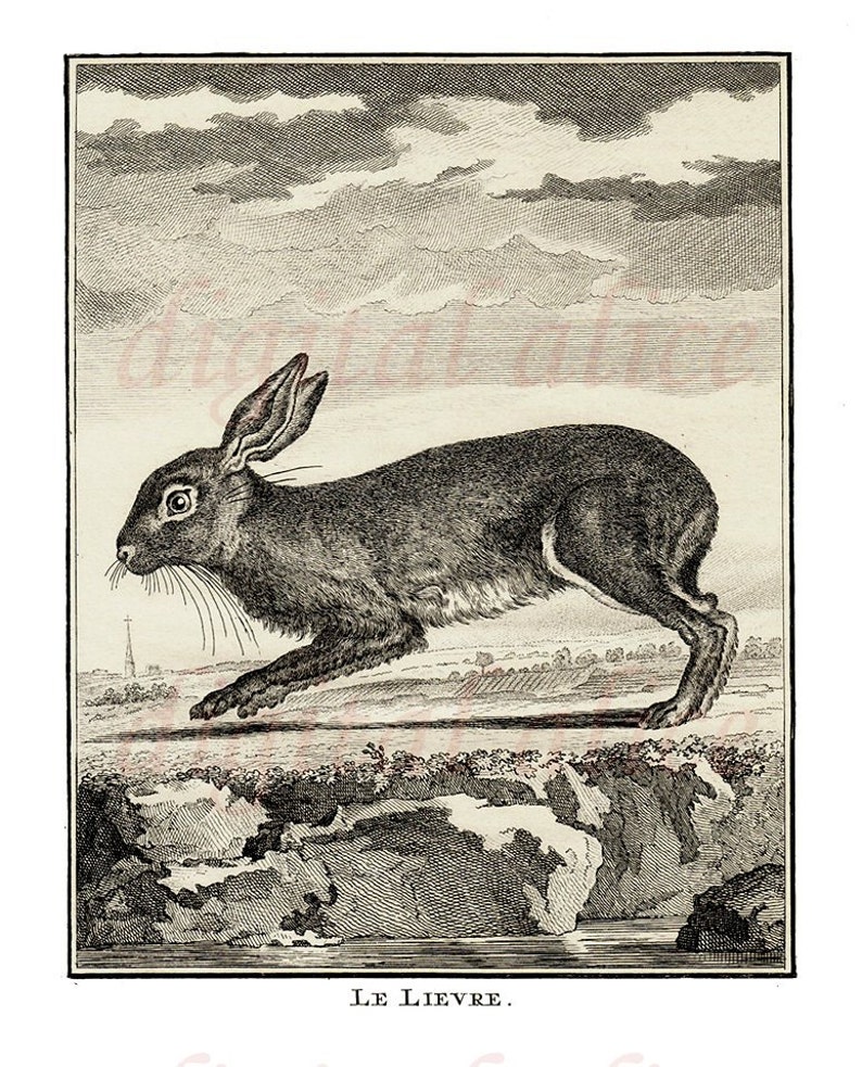 Vintage FRENCH RABBIT PRINT - Digital Download Printable Image Graphic ...