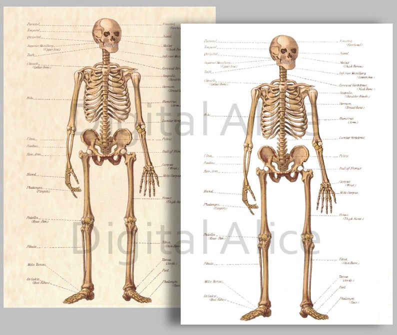ANTIQUE SKELETON PRINT - 1884 Medical Illustration - Human Skeleton ...